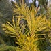 Pinus Sylvestris 'gold Coin' Scots Pine - Live Plant - 12” Tall - 1 ...