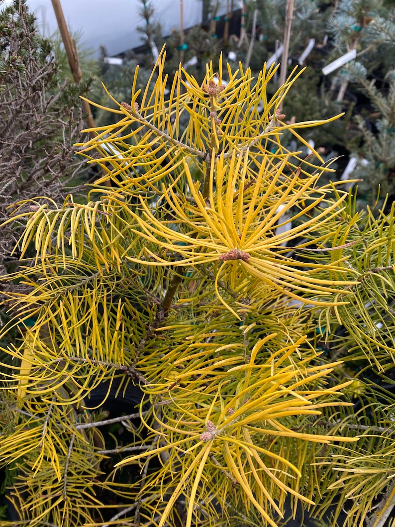 Abies Concolor 'winter Gold' - Yellow Needle White Fir - Live Plant - 8 ...