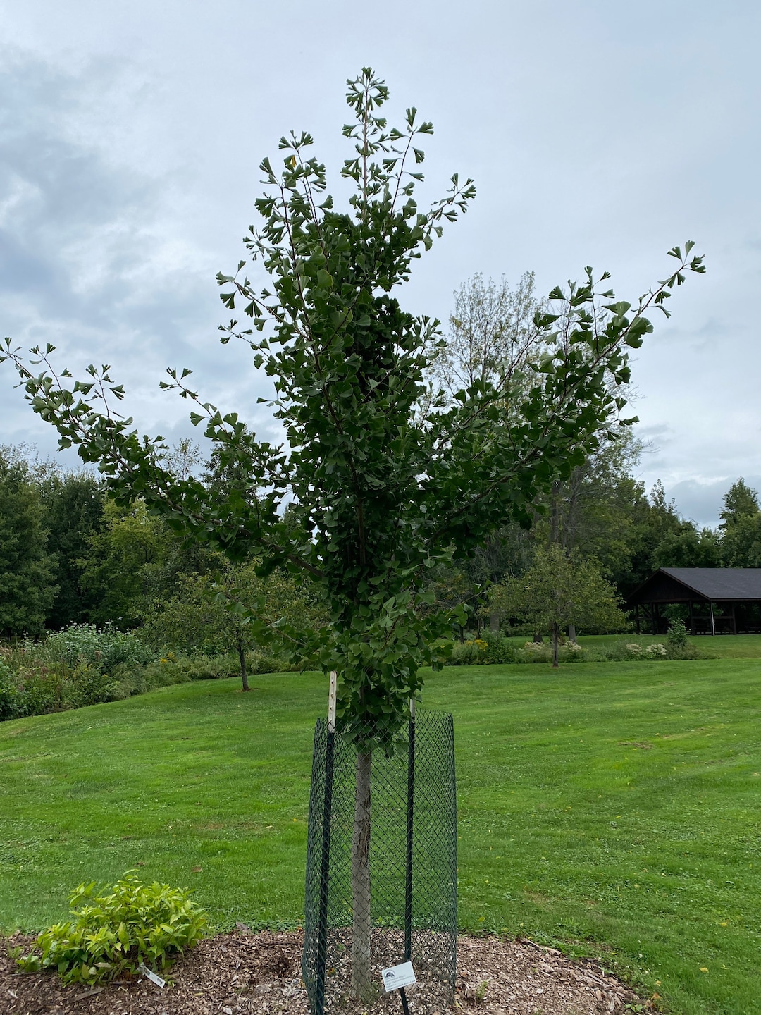 Ginkgo Biloba 'elmwood' Columnar Male Ginkgo Tree - Etsy