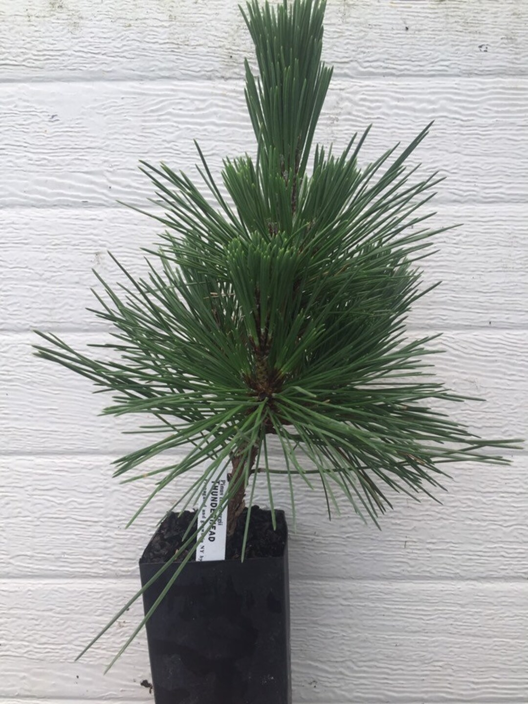 Pinus Thunbergii 'thunderhead' - Live Plant - 8” Tall - 1 Year Graft - Etsy