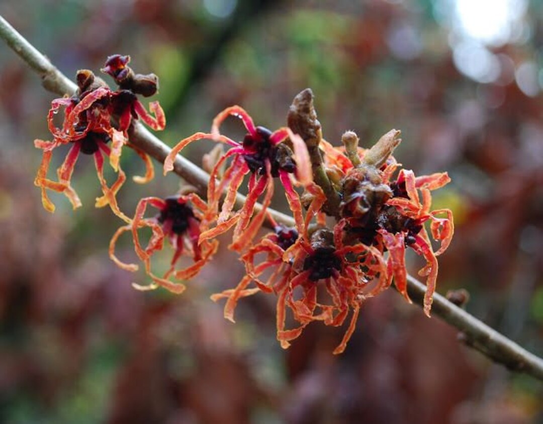 Hamamelis X Intermedia 'old Copper' Witch Hazel - Live Plant - 12” Tall ...