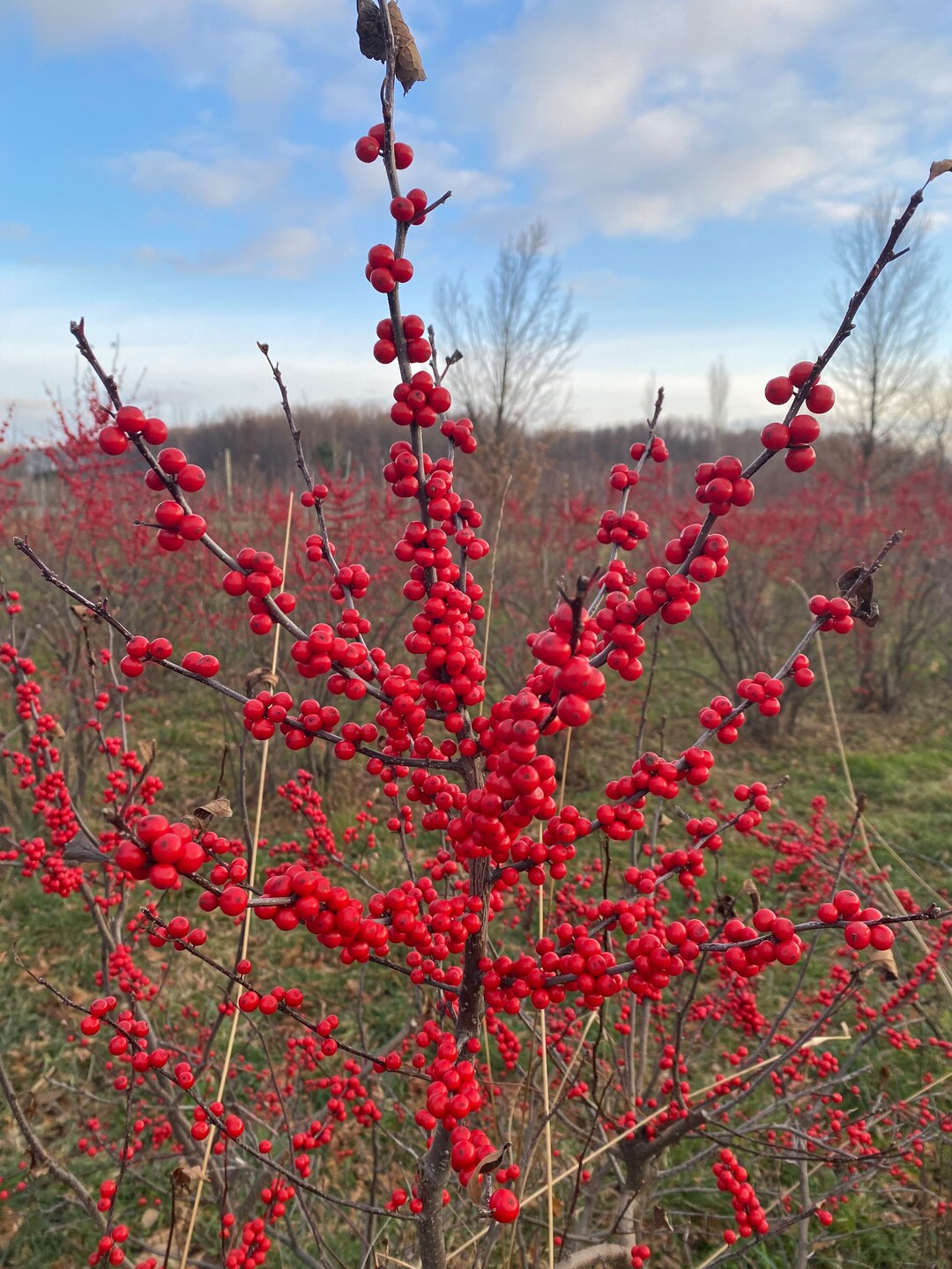 Ilex Verticillata 'maryland Beauty' Female - Etsy