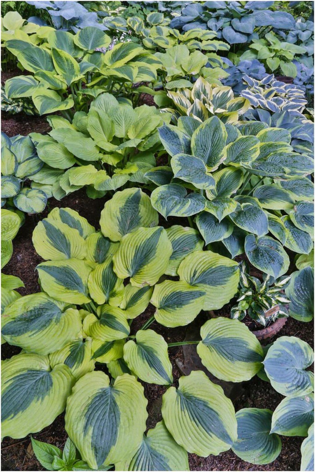 Hosta Mix Colorful Collection - 5 Named Hostas Variety Pack - 3 Inch ...