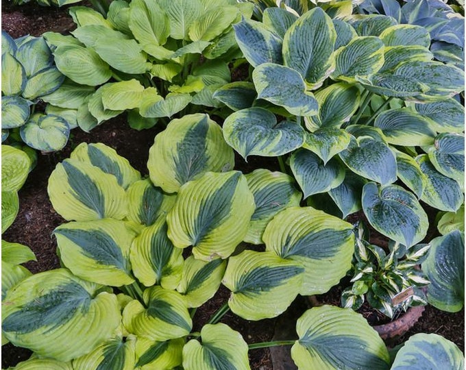 10 Mixed Hosta - Etsy