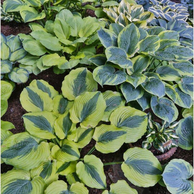 Hosta Plants - Etsy