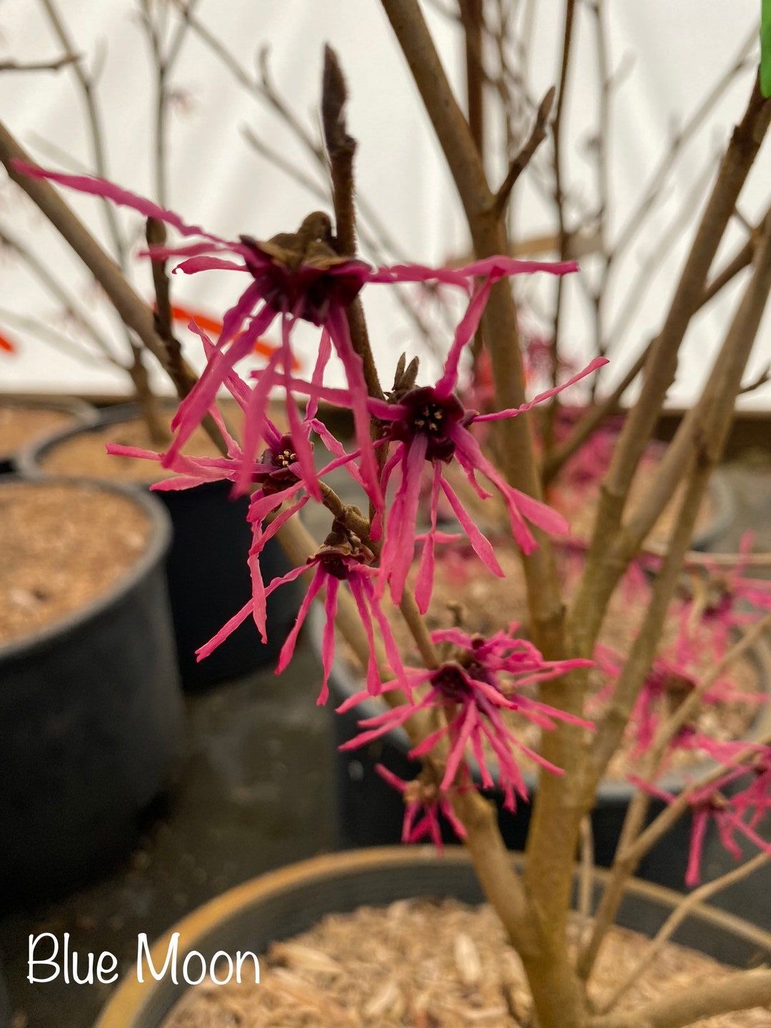 Hamamelis Vernalis 'blue Moon' Witch Hazel - Live Plant - 12” Tall - 1 ...