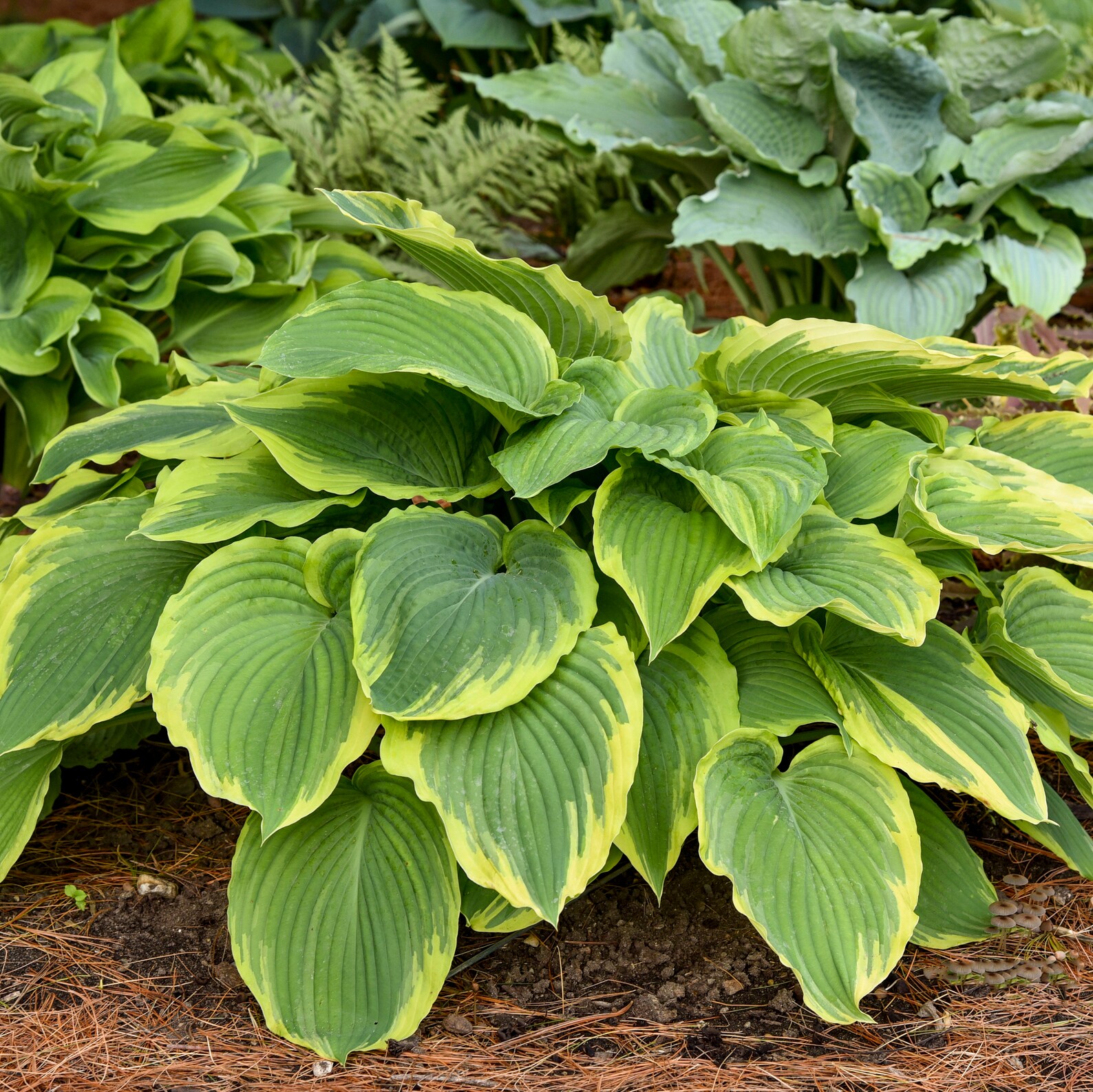 Hosta 'drop-dead Gorgeous' 3" Pot Size Starter Plant - Etsy