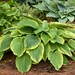 Hosta 'drop-dead Gorgeous' 3 Pot Size Starter Plant - Etsy