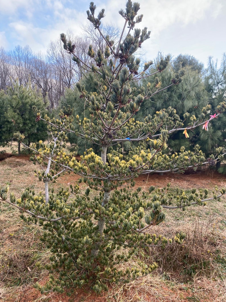 Pinus Parviflora 'fukai' - Live Plant - 18” Tall - 1 Gallon Pot - Etsy