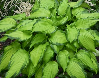 Hosta 'silly String' 3 Pot Size Starter Plant - Etsy