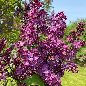 Syringa X Hyacinthiflora 'declaration' Lilac - Live Plant - 1 Gallon ...