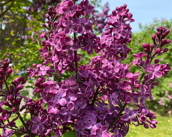 Syringa X Hyacinthiflora 'declaration' Lilac - Live Plant - 1 Gallon ...