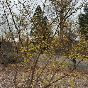 Cornus Officinalis 'kintoki' Japanese Cornel Dogwood Live Plant 24 Tall ...