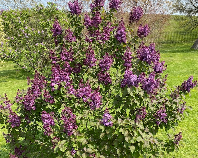 Syringa Vulgaris 'old Glory' Lilac - Purple Flowering Lilac - Live ...