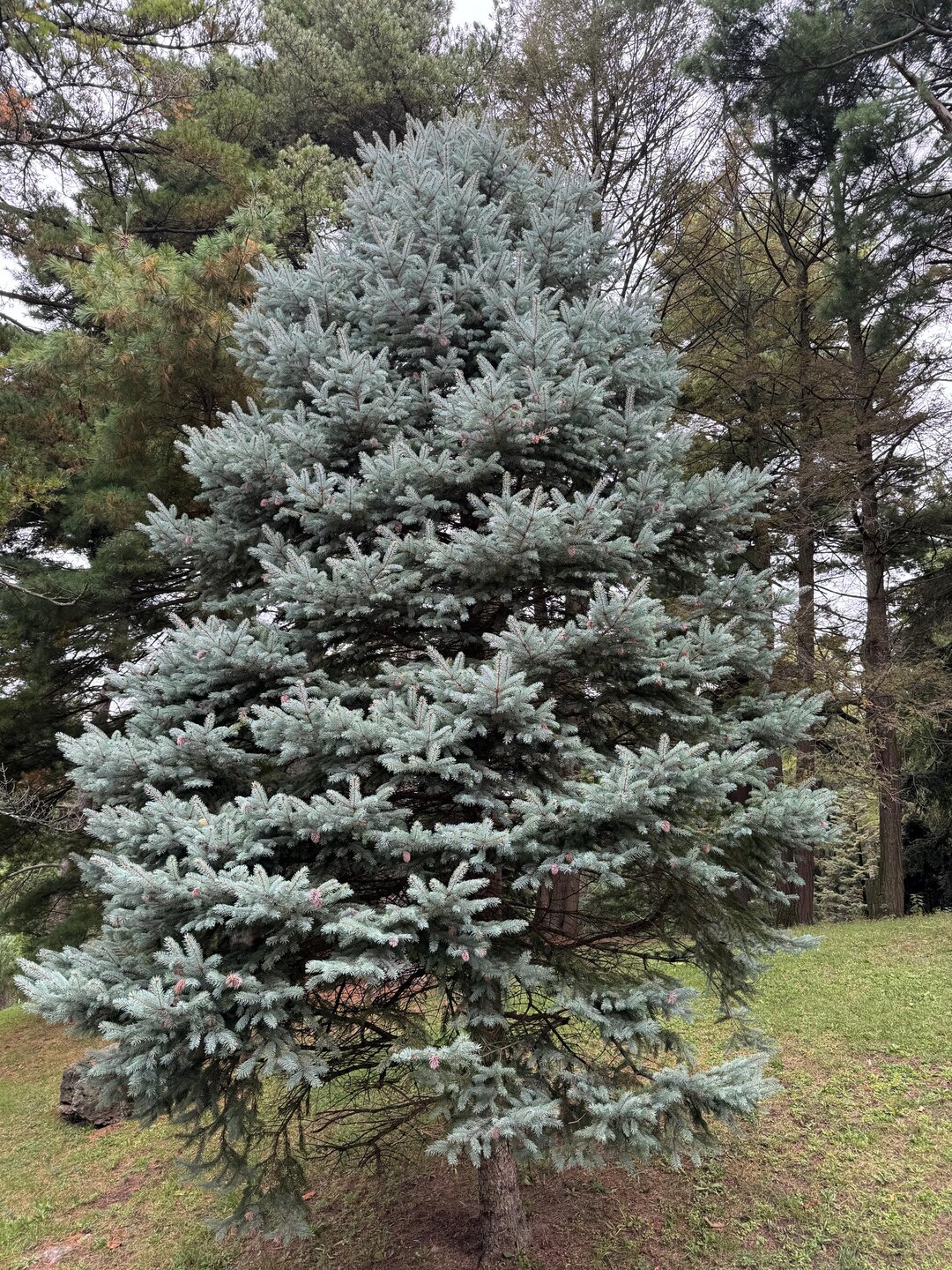 Picea Pungens 'fat Albert' - Colorado Spruce - 12" Tall - 1 Gallon Pot ...