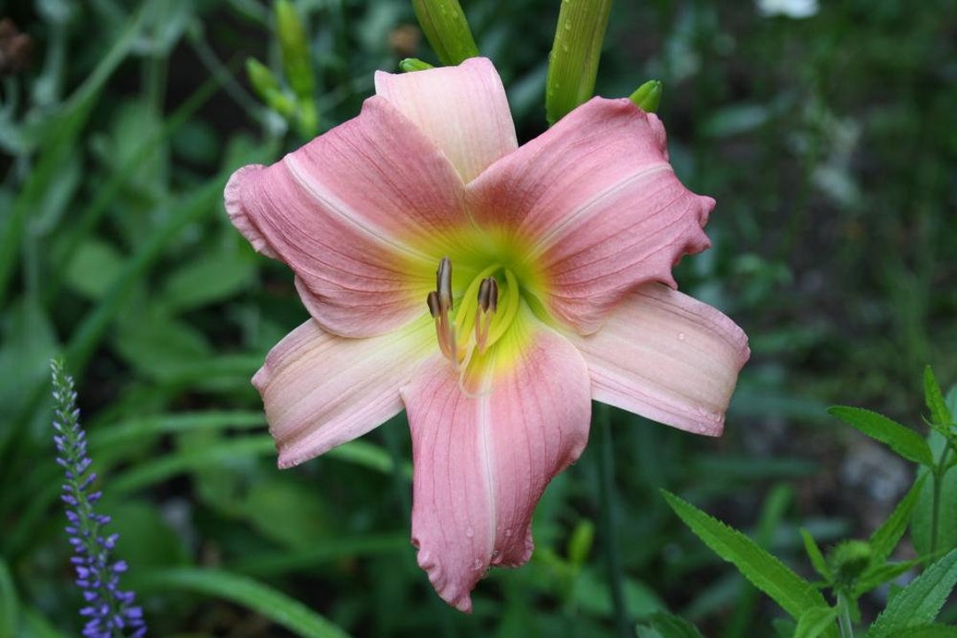 Hemerocallis 'bama Music' Daylily - 3 Bare Root Plants - Etsy