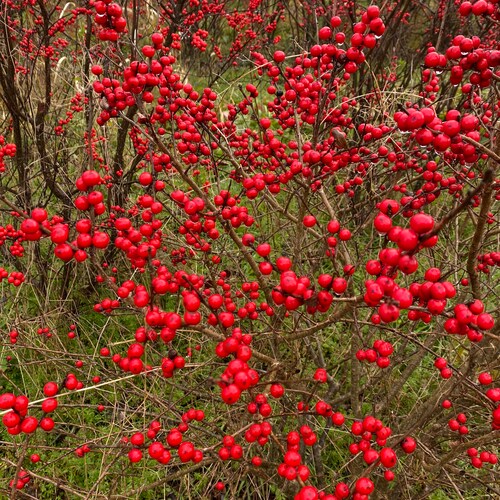 Ilex Verticillata winter Red Winterberry 1 Gallon Pot - Etsy