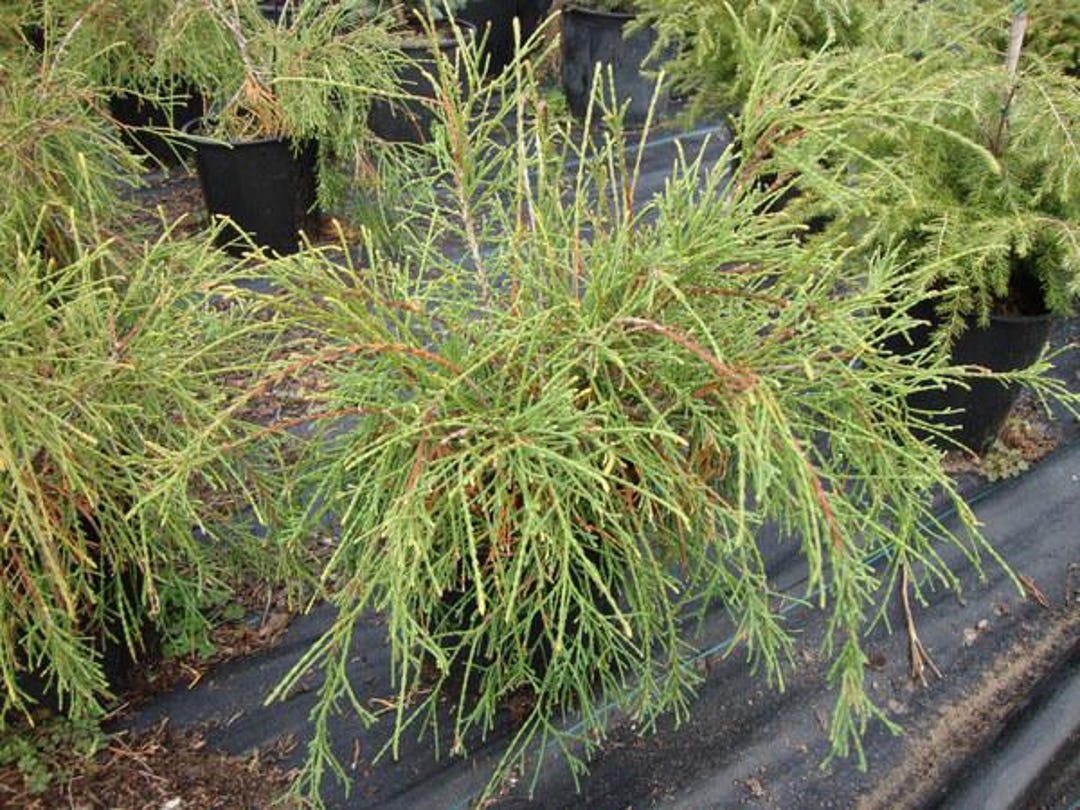 Thuja Occidentalis 'filiformis' - Arborvitae - Live Plant - 1 Gallon ...