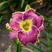 Hemerocallis 'raspberry Eclipse' Daylily 3 Bare Root Plants - Etsy