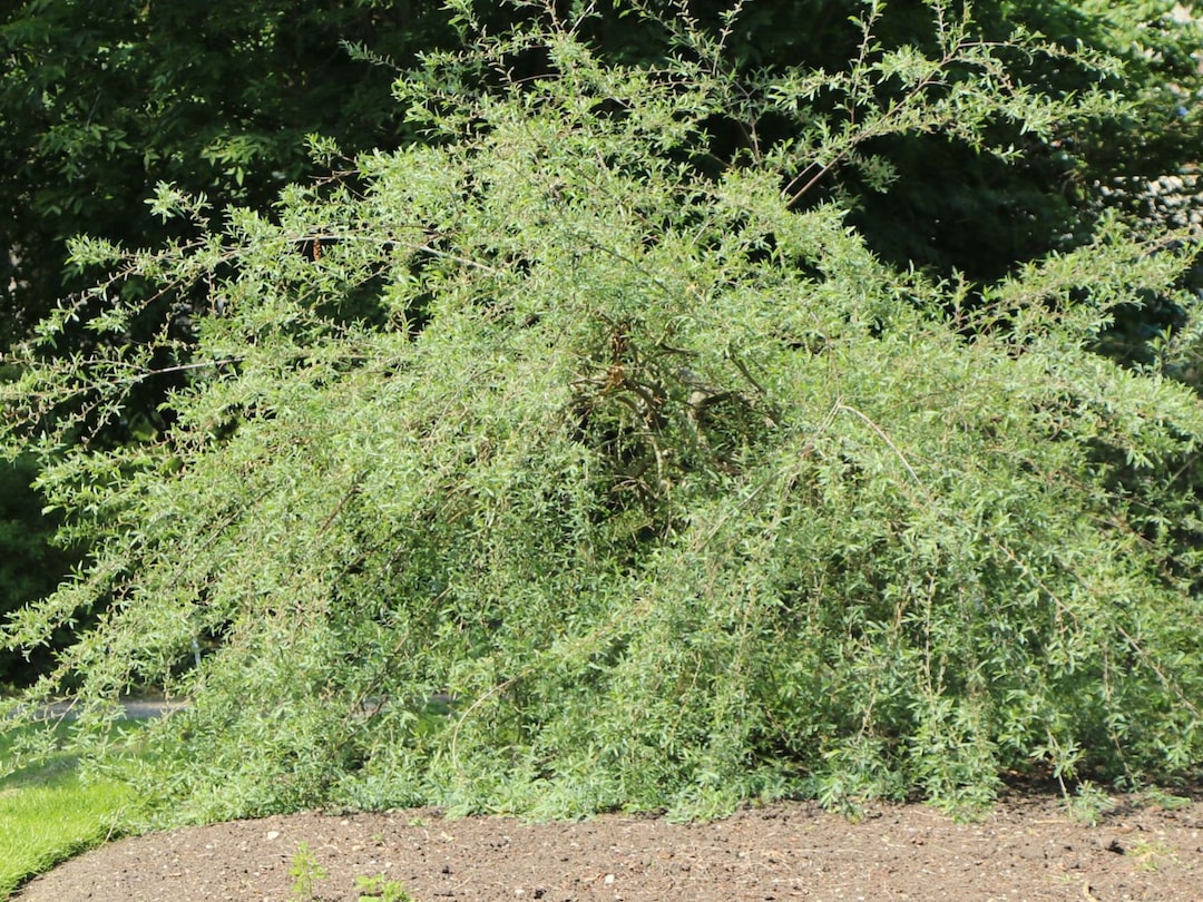 Salix Purpurea 'pendula' Weeping Purple Willow Live Plant 2 Gallon Pot ...