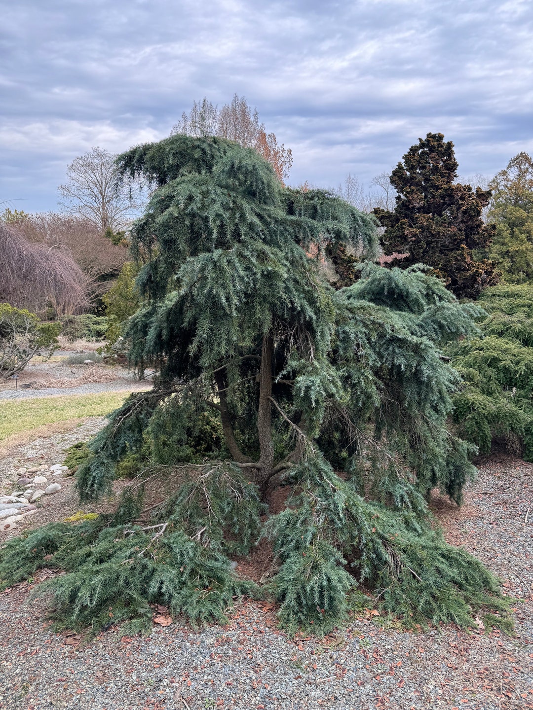 Cedrus Deodara 'feeling Blue' - Deodar Cedar - 12" Tall - 1 Gallon Pot ...