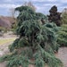 Cedrus Deodara 'feeling Blue' - Deodar Cedar - 12" Tall - 1 Gallon Pot ...