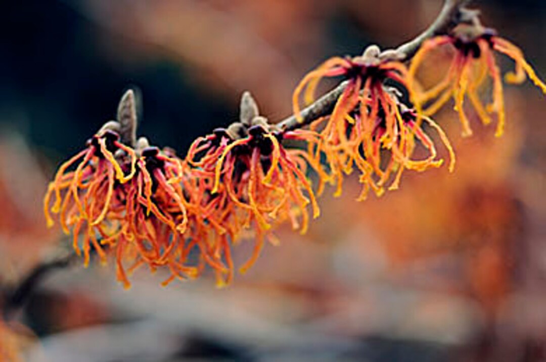 Hamamelis X Intermedia 'gingerbread' Witch Hazel Live Plant 12 Tall 1 ...