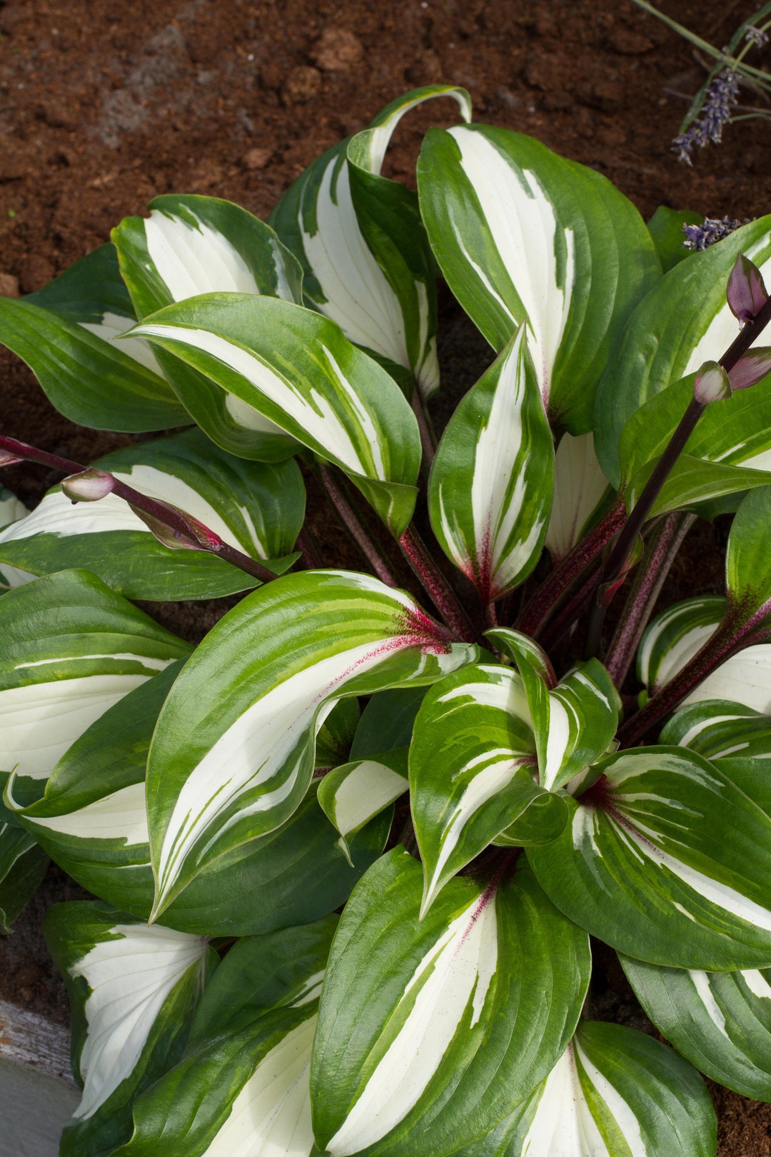 Hosta 'raspberry Sundae' #1 Division Size Starter Plant - Ships Bare ...