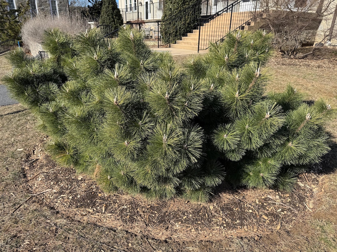 Pinus Thunbergii 'thunderhead' - Japanese Black Pine - Live Plant - 1 ...