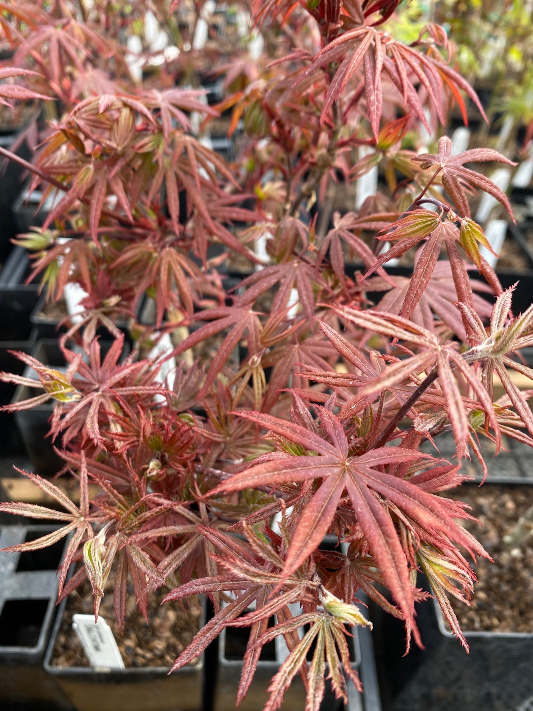 Acer Palmatum 'englishtown' - Japanese Maple - Live Plant - 12” Tall ...