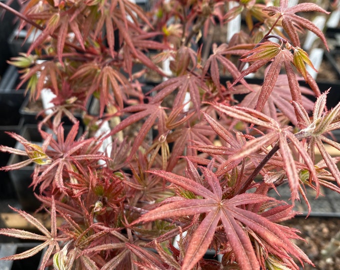 Acer Palmatum 'englishtown' - Japanese Maple - Live Plant - 12” Tall ...