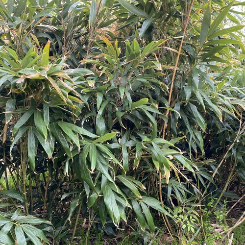 Fargesia 'rufa' Bamboo Live Plant 1 Gallon Pot - Etsy