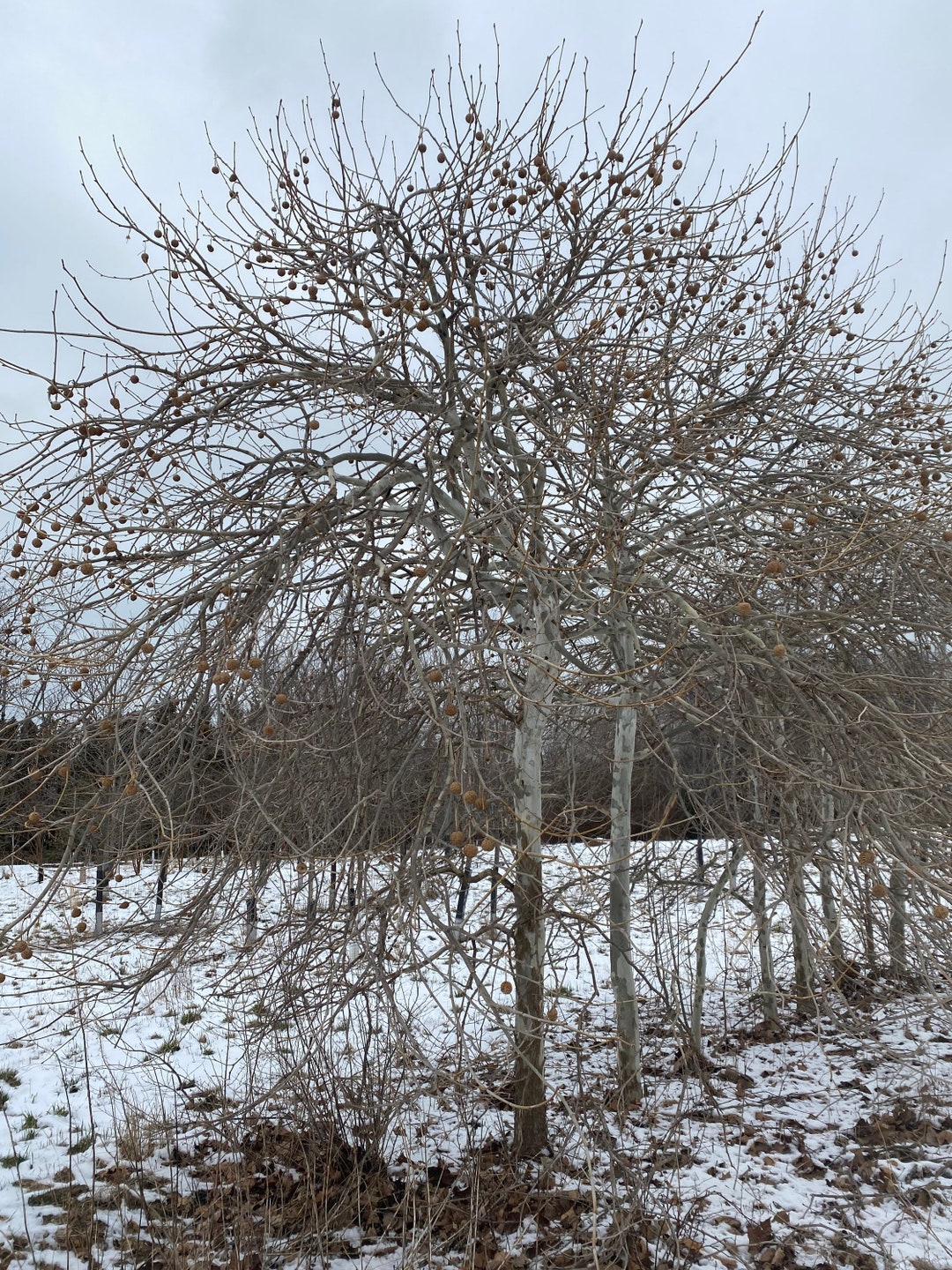Platanus Occidentalis 'DRABROT' - Weeping Sycamore Tree - 30" Tall ...