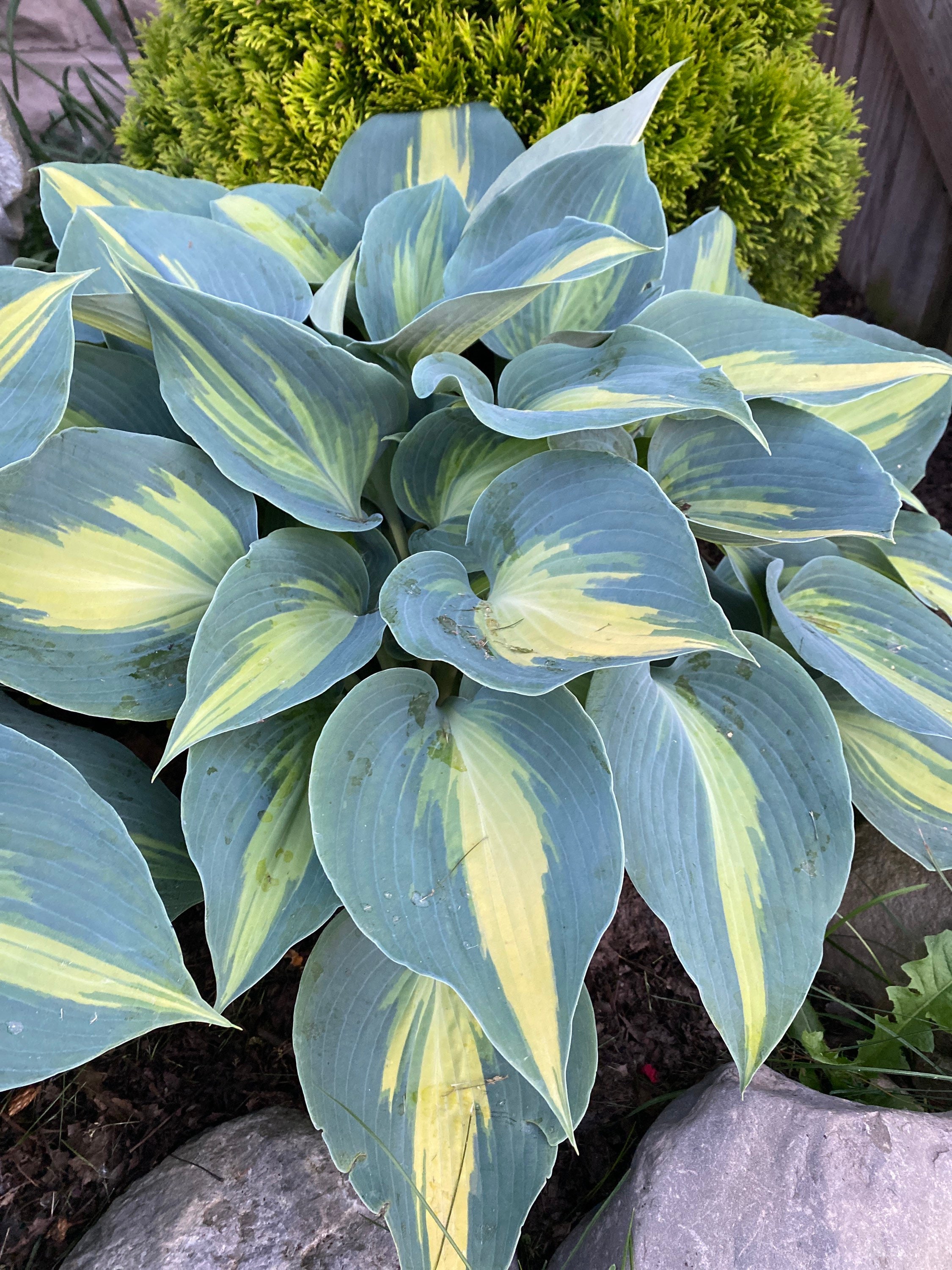 Hosta 'touch of Class' 4" Pot Size Starter Plant - Etsy