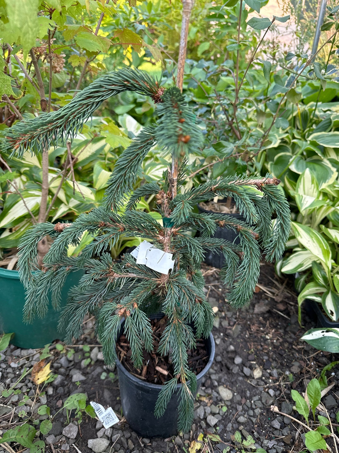 Picea Abies 'weeping Blue' - Norway Spruce - 12" Tall - 1 Gallon Pot - Etsy
