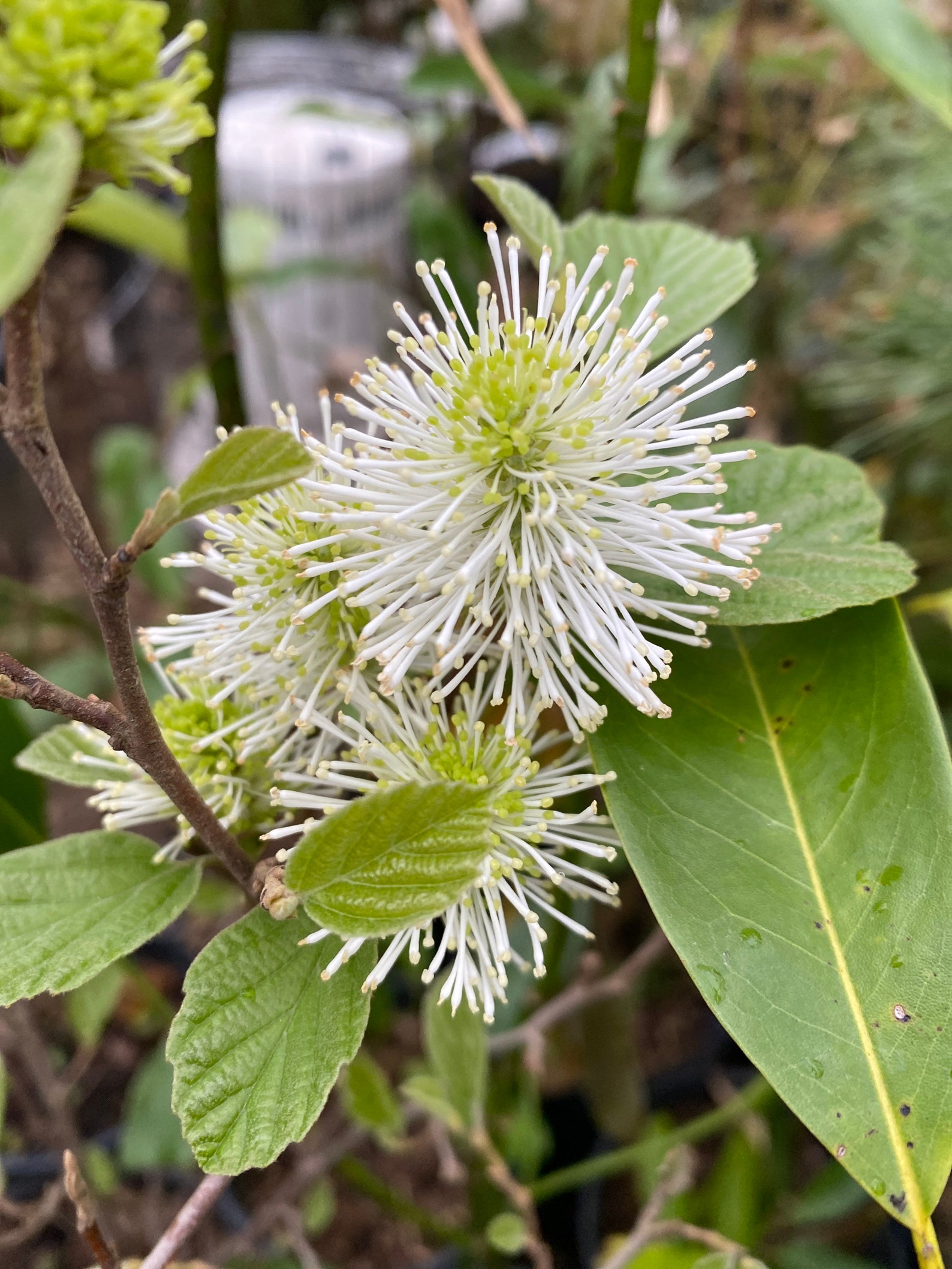 Fothergilla Gardenii - Dwarf Fothergilla - Live Plant - 1 Gallon Pot - Etsy