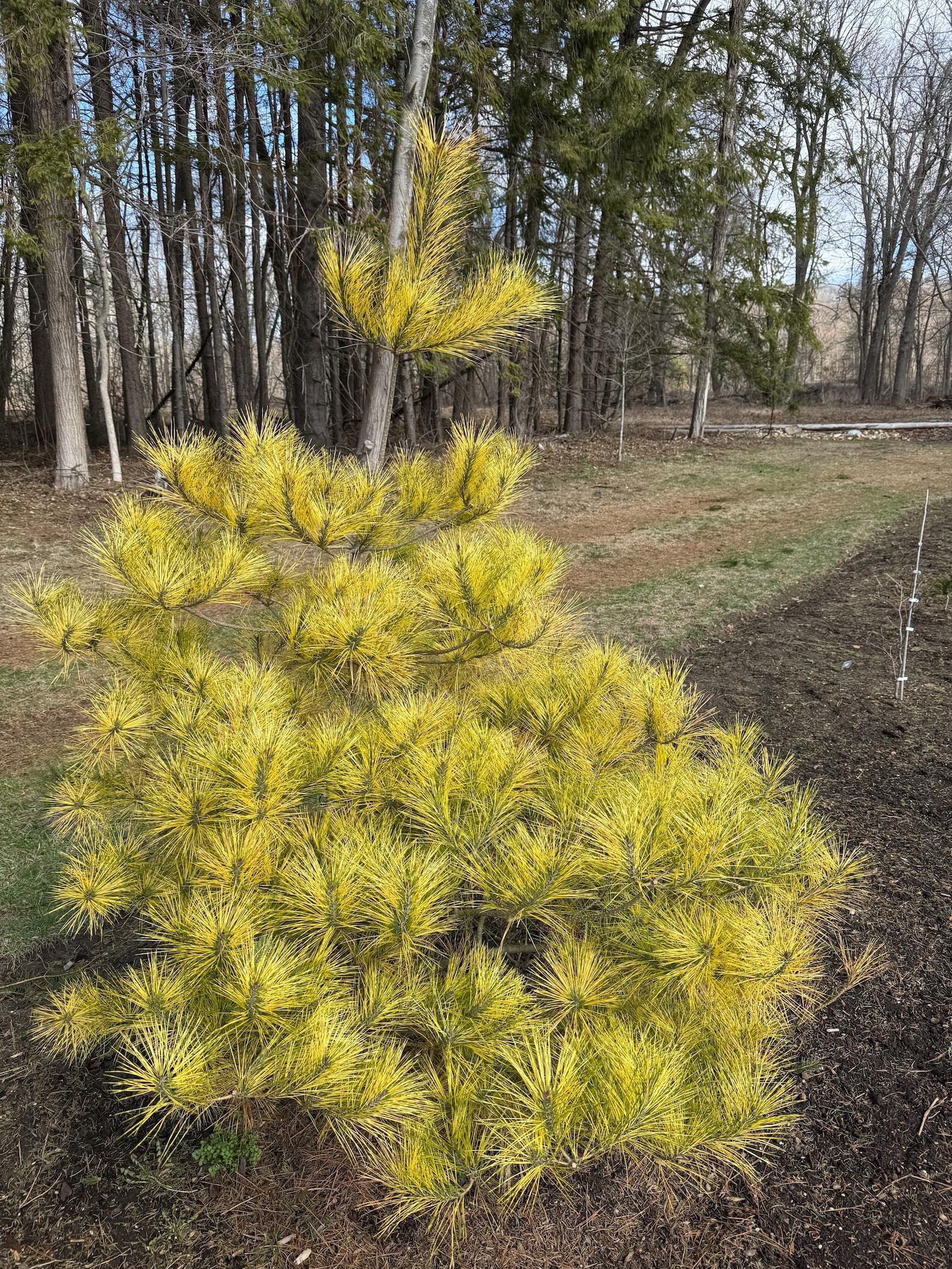 Pinus Densiflora 'burke's Red Variegated' - Dragon's Eye Japanese Red ...
