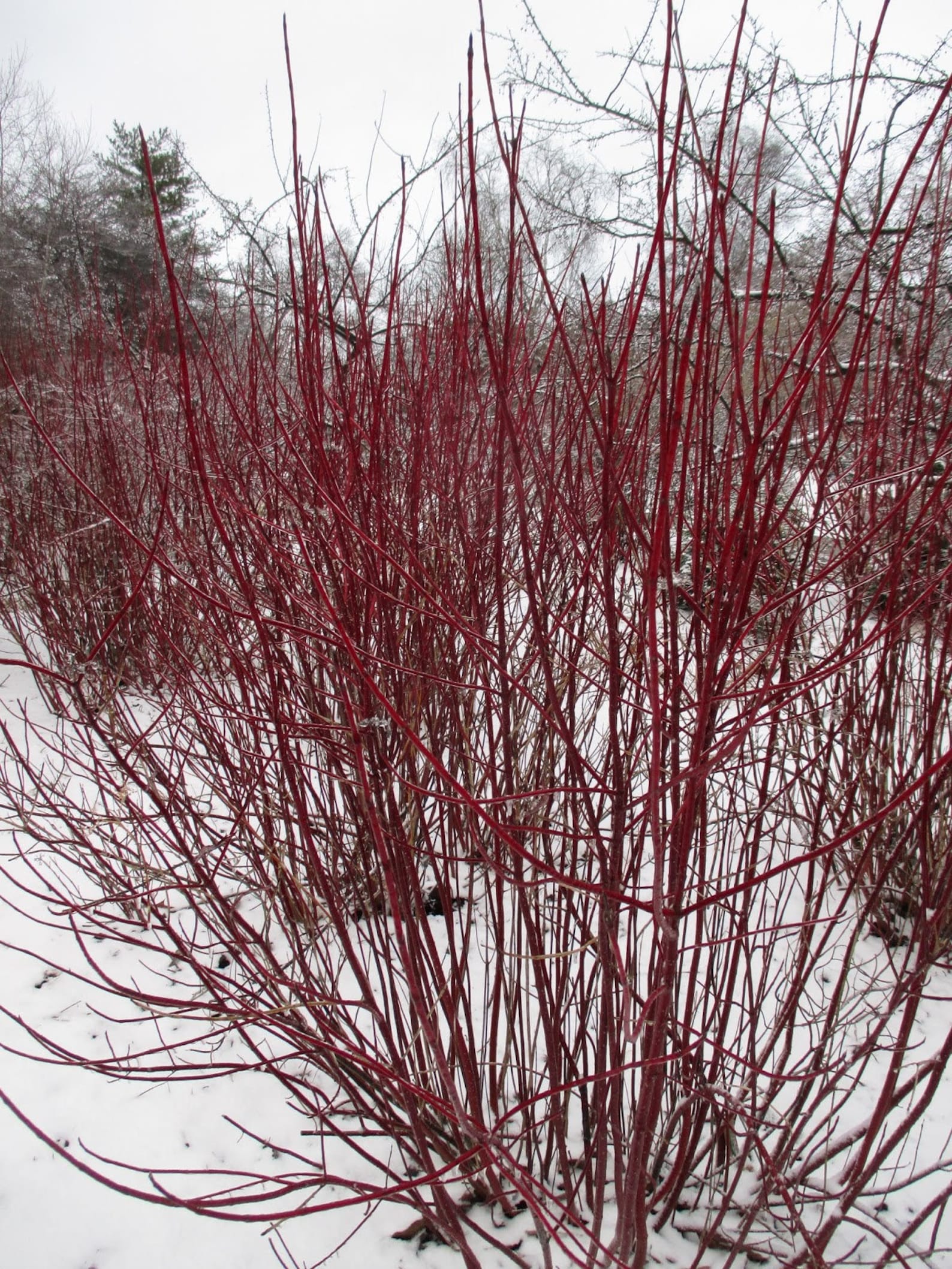 Cornus Sericea 'bergeson Compact' - Dwarf Red Twig Dogwood - 4" Pot ...