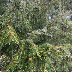 Taxus X 'slavin' - Weeping Branched Yew - Live Plant - 6” Tall - Etsy