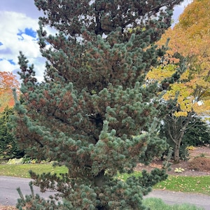 Pinus Parviflora 'aoi' - Live Plant - 12” Tall - 1 Gallon Pot - Etsy