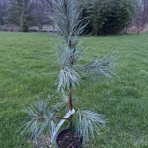 Pinus Strobus 'white Mountain' - Eastern White Pine - 18" Tall - 1 ...