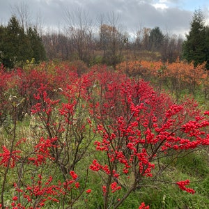 Ilex Verticillata ‘winter Red’- Winterberry - 1 Gallon Pot Size - Live ...