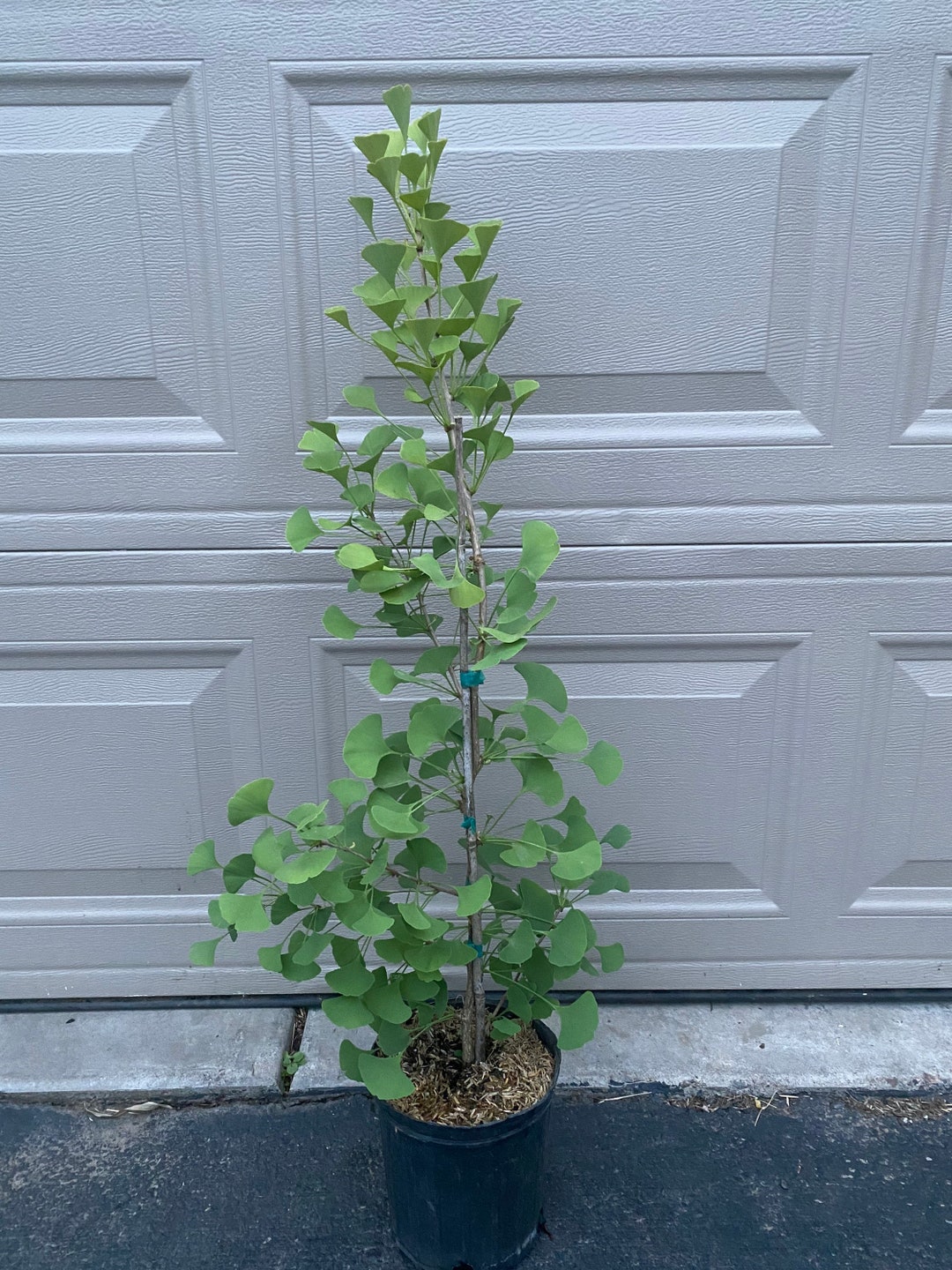 Ginkgo Biloba 'elmwood' - Columnar Male Ginkgo Tree - Live Plant - 30 ...