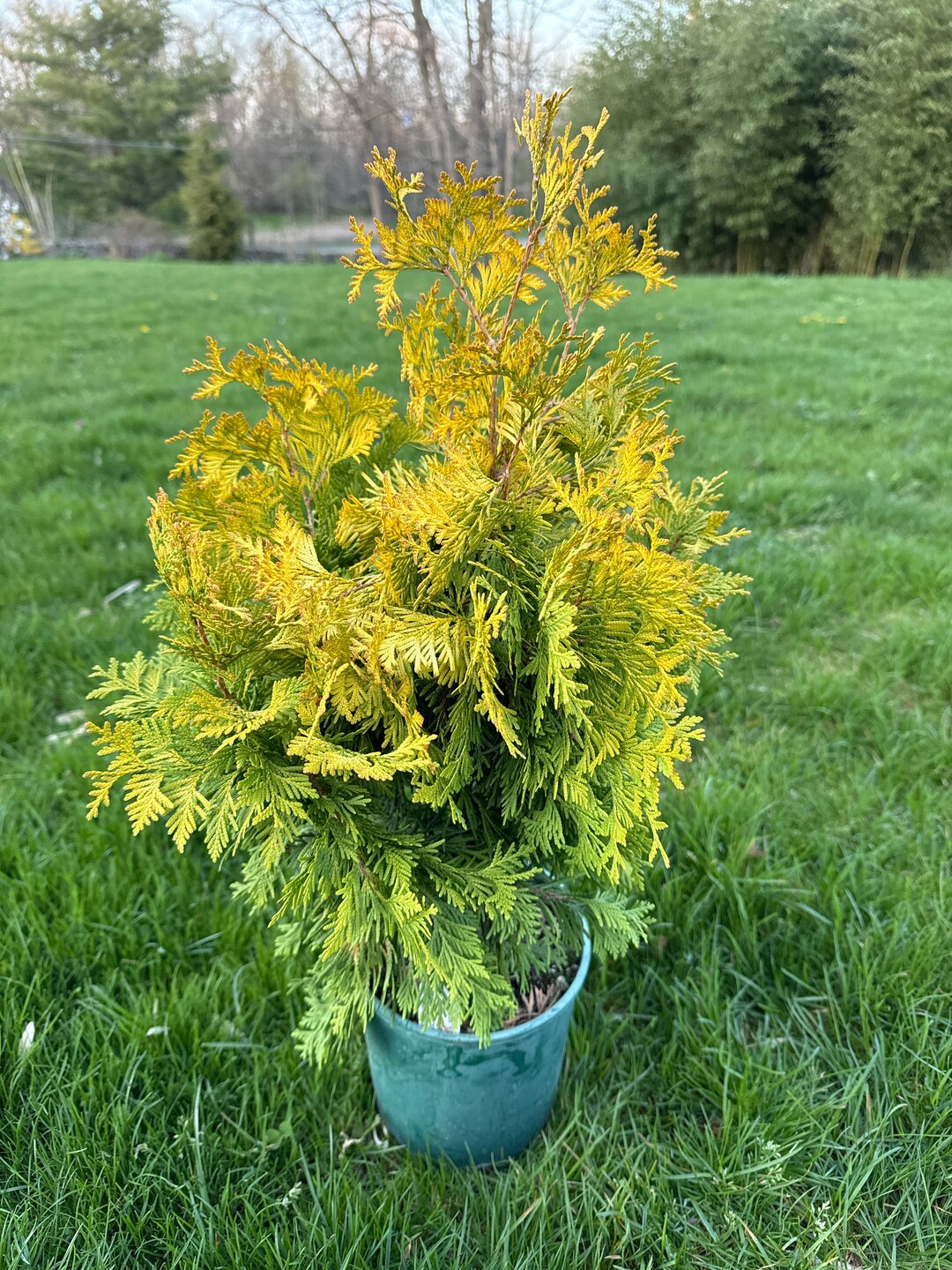 Thuja Occidentalis 'sudworth' - Sudworth Gold Arborvitae - 1 Gallon Pot ...