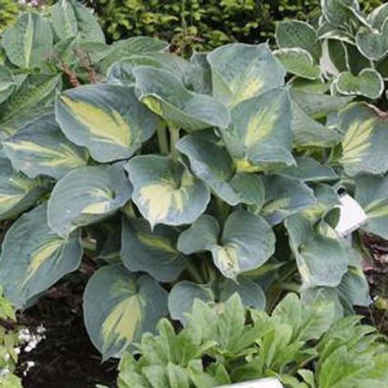 Hosta 'Dream Weaver' 3 Pot Size Starter Plant | Etsy