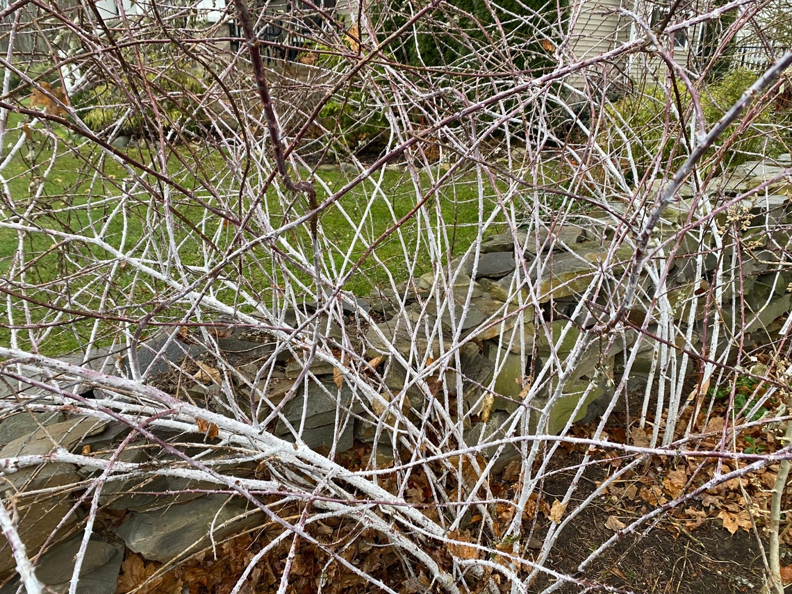 Rubus Cockburnianus Ghost Bramble 3 Gallon Pot 18 - Etsy