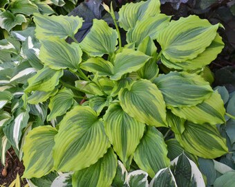 Hosta 'afterglow' 3 Pot Size Starter Plant - Etsy