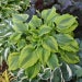 Hosta 'dream Weaver' 3 Pot Size Starter Plant - Etsy