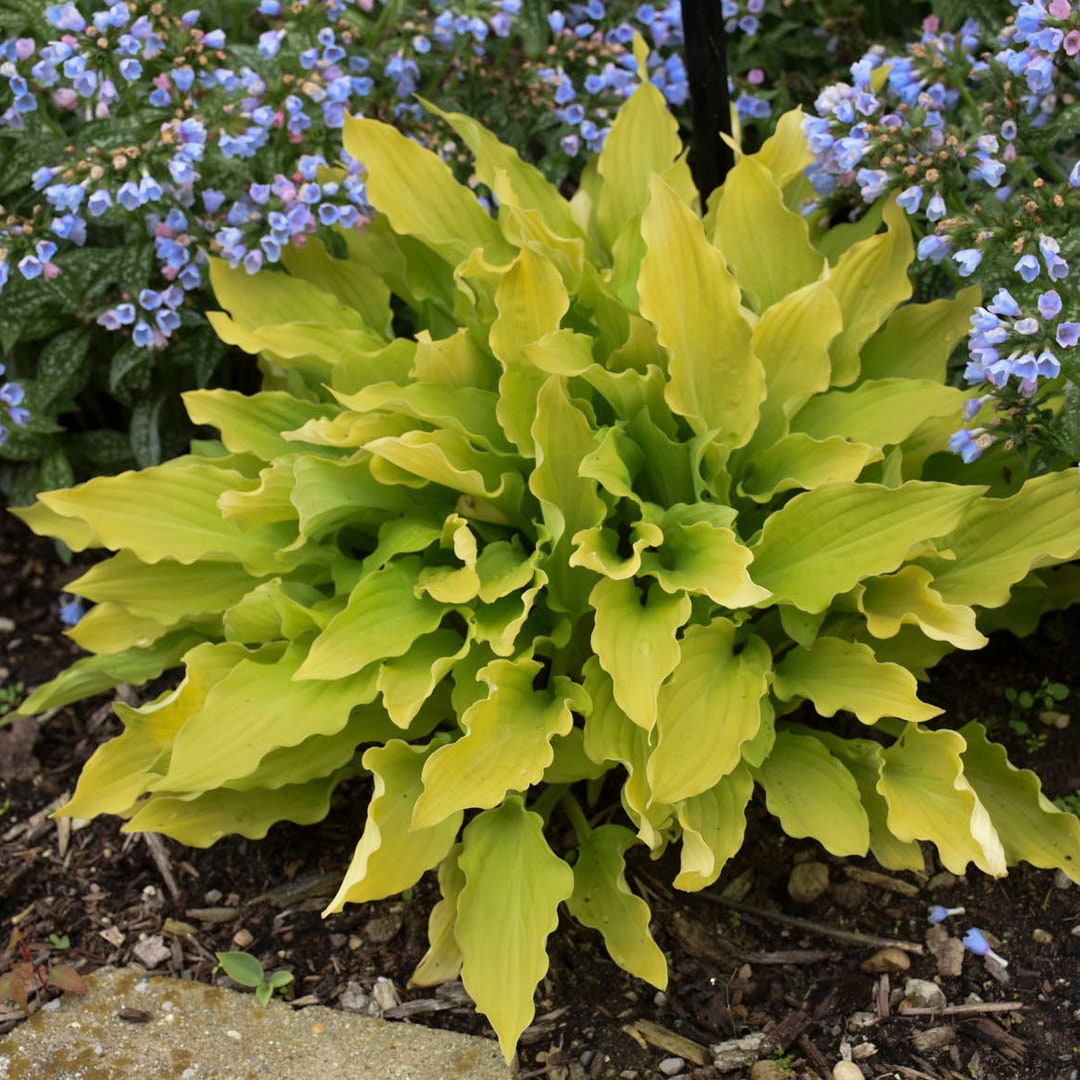Hosta 'time in a Bottle' 3" Pot Size Starter Plant - Etsy