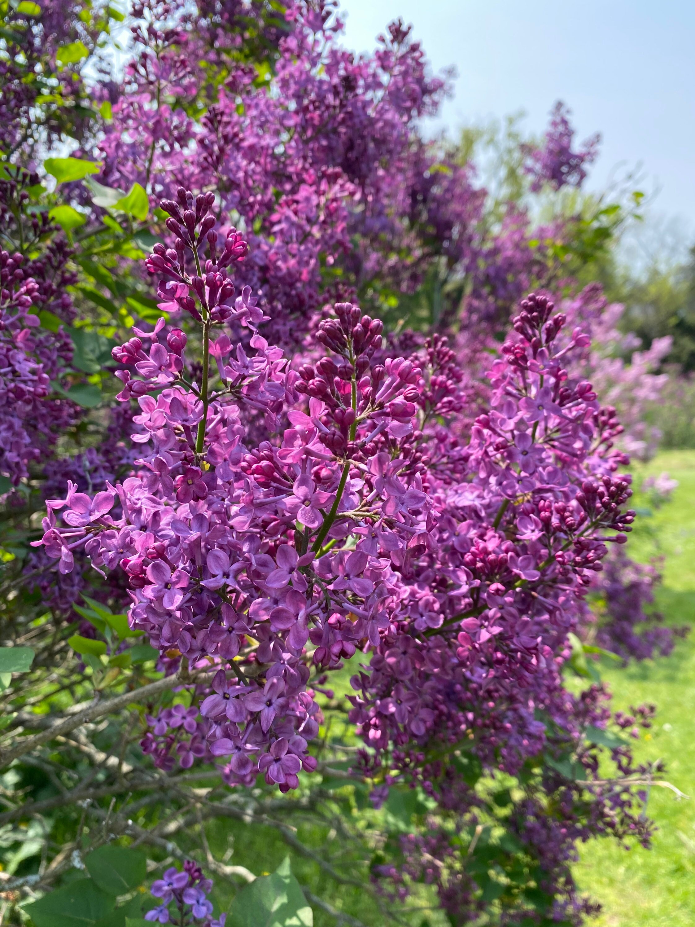 Syringa X Hyacinthiflora 'pocahontas' - Purple Lilac - Live Plant - 4 ...